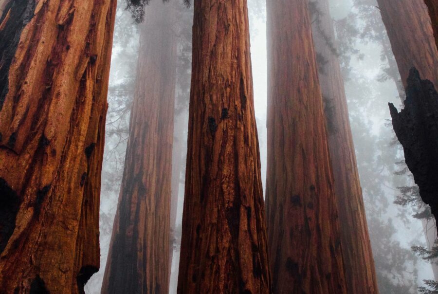 News - Laurie Forestry Ltd